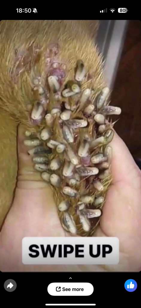 severe case of tick infestation - Breaking News