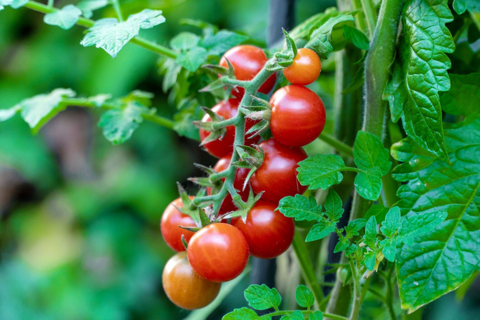 10 top tomato plant hacks - Breaking News
