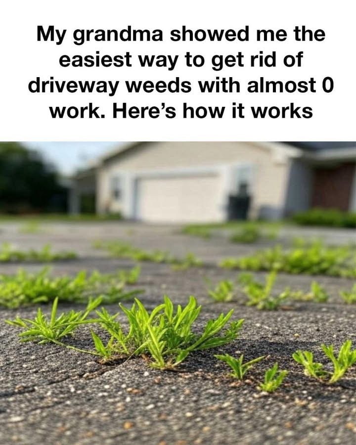 Step-by-Step Guide to Eliminating Driveway Weeds - Breaking News